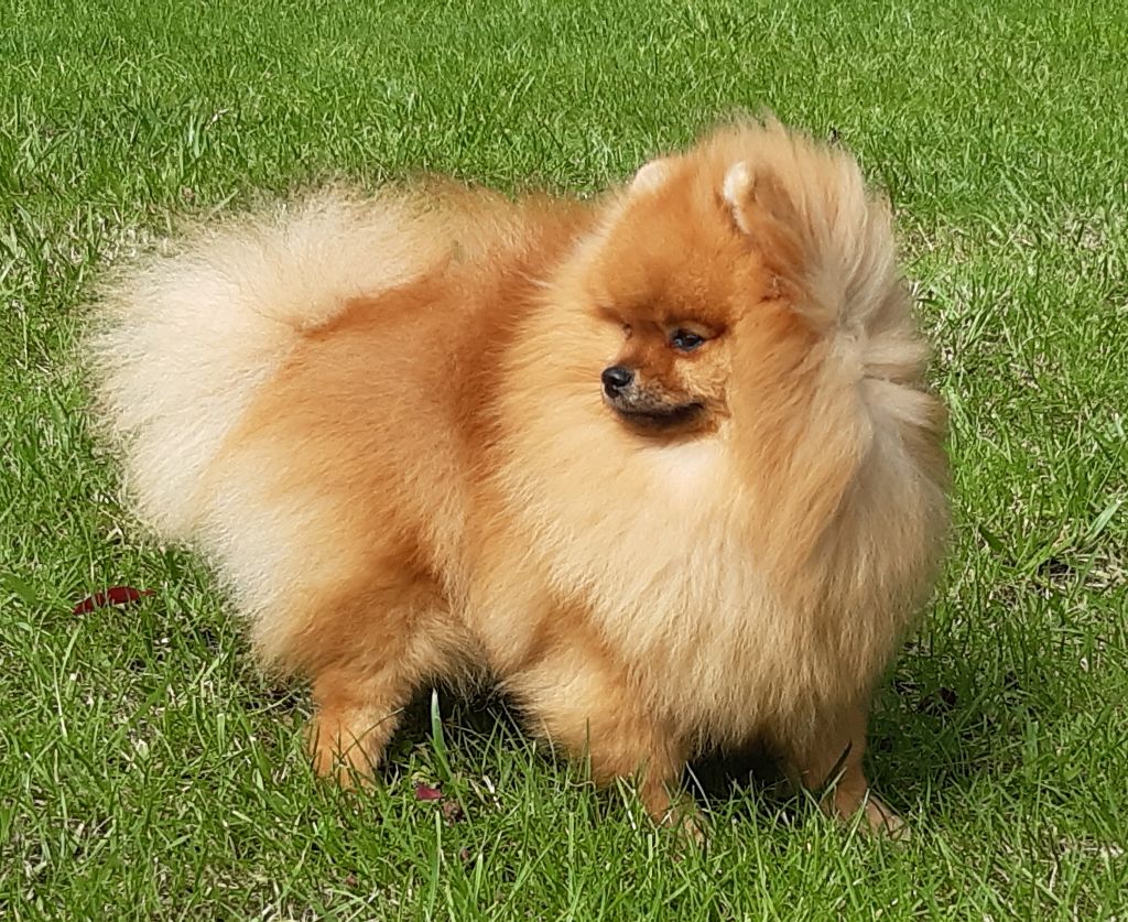 Accueil - Elevage Shownow - eleveur de chiens Spitz allemand