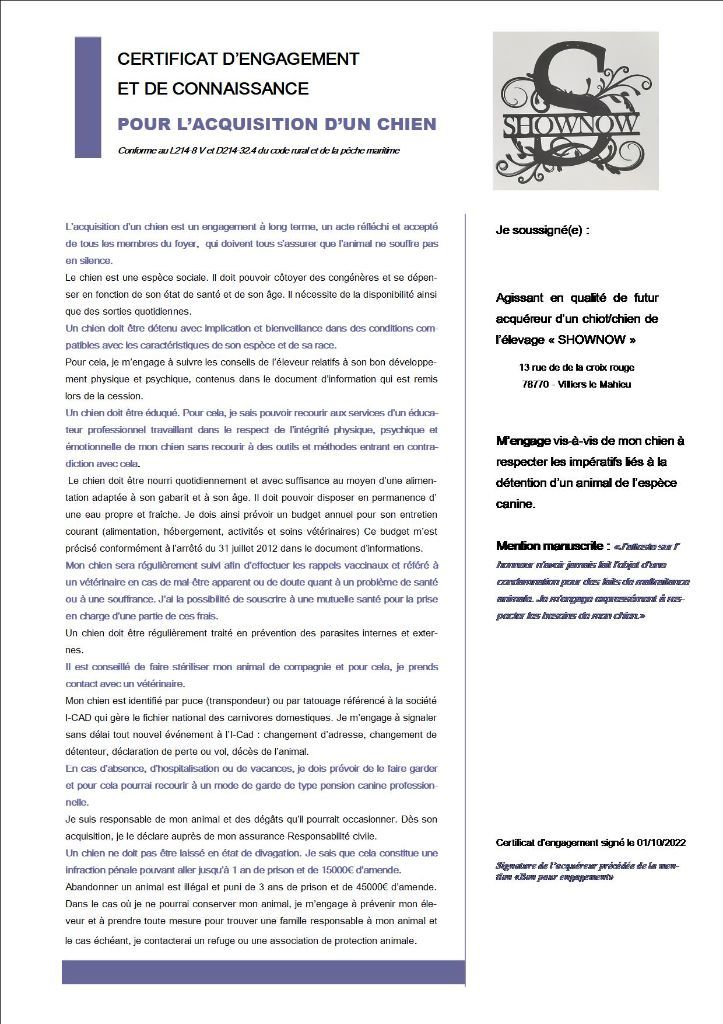 Accueil - Elevage Shownow - eleveur de chiens Biewer Terrier